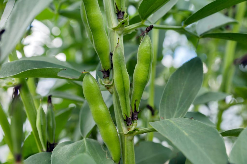 How Not To Confuse Phaseolus And Faba. Features Of Growing And Favorite ...