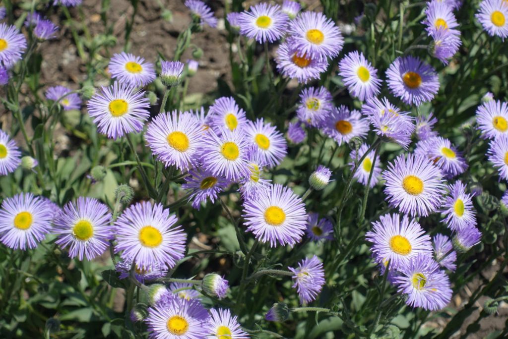 Many-Faced Erigeron - There Are Many Spectacular Species