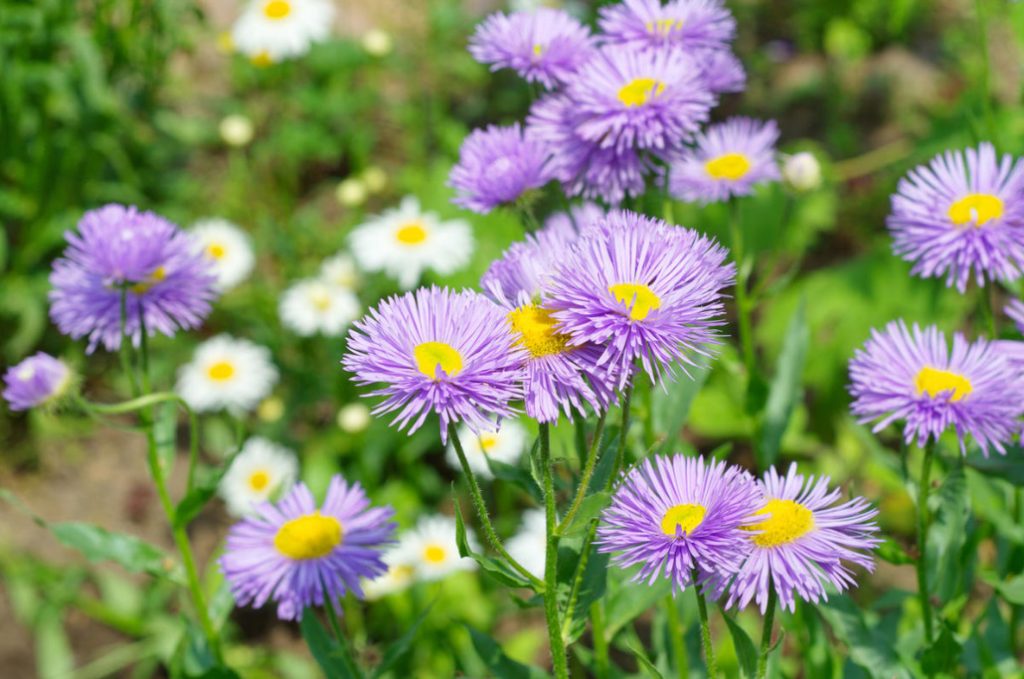 Many-Faced Erigeron - There Are Many Spectacular Species