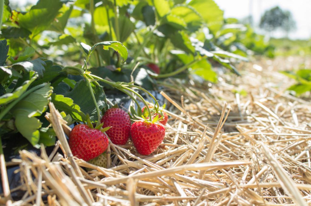 Strawberries: The Best Varieties Of The Season According To Professionals