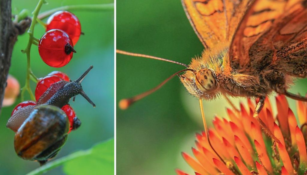 Garden Macro Photography: Tips For Macro Photography Of Flowers And ...