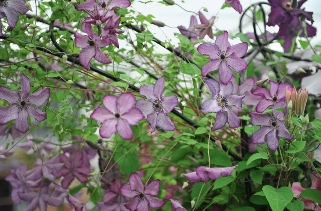 Large-Flowered Clematis x Jackmanii And Clematis Viticella: Care ...
