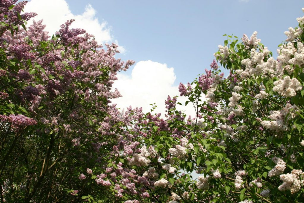 Lilac: Selection Of Varieties, Planting And Care
