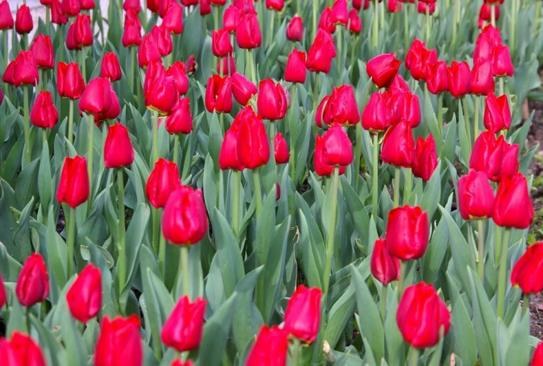 Red Tulip. Photos, Varieties, Care Tips.