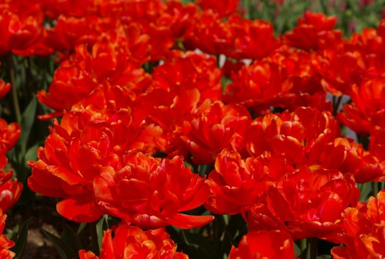 Red Tulip. Photos, Varieties, Care Tips.