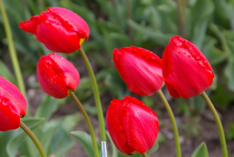 Red Tulip. Photos, Varieties, Care Tips.