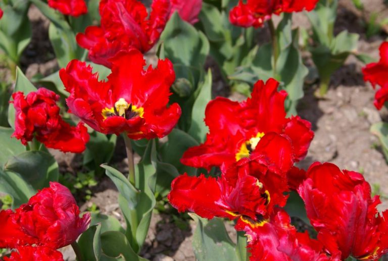 Red Tulip. Photos, Varieties, Care Tips.
