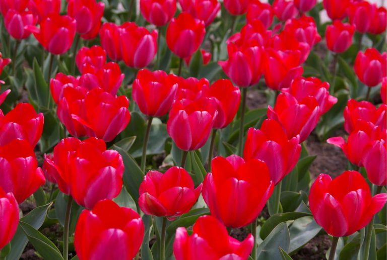 Red Tulip. Photos, Varieties, Care Tips.