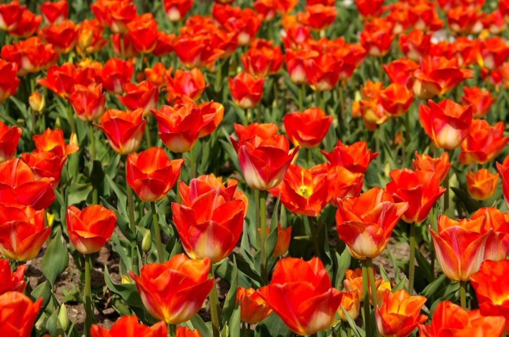 Tulip Parade: The Most Spectacular Varieties