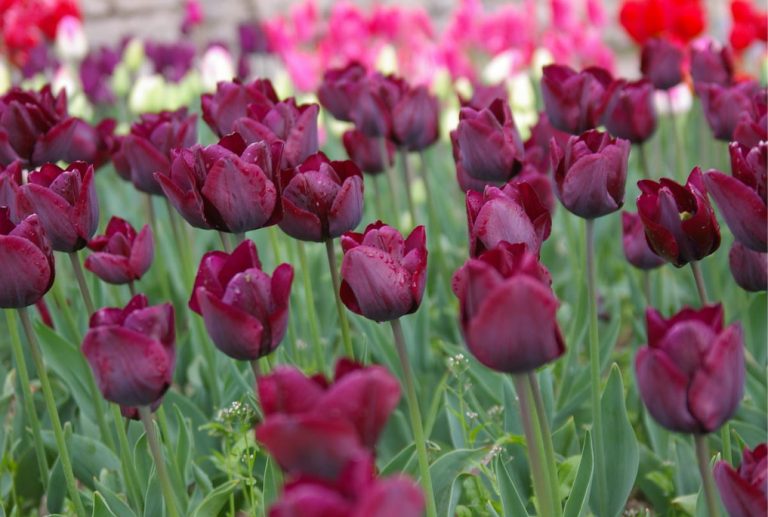Tulip Parade: The Most Spectacular Varieties