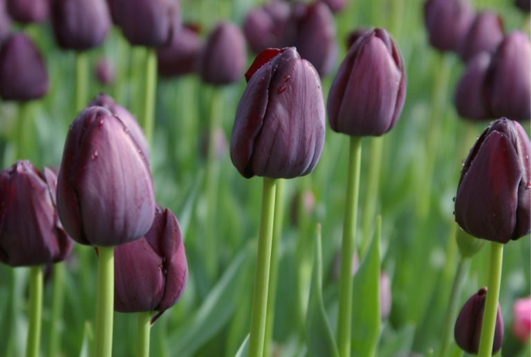 Tulip Parade: The Most Spectacular Varieties