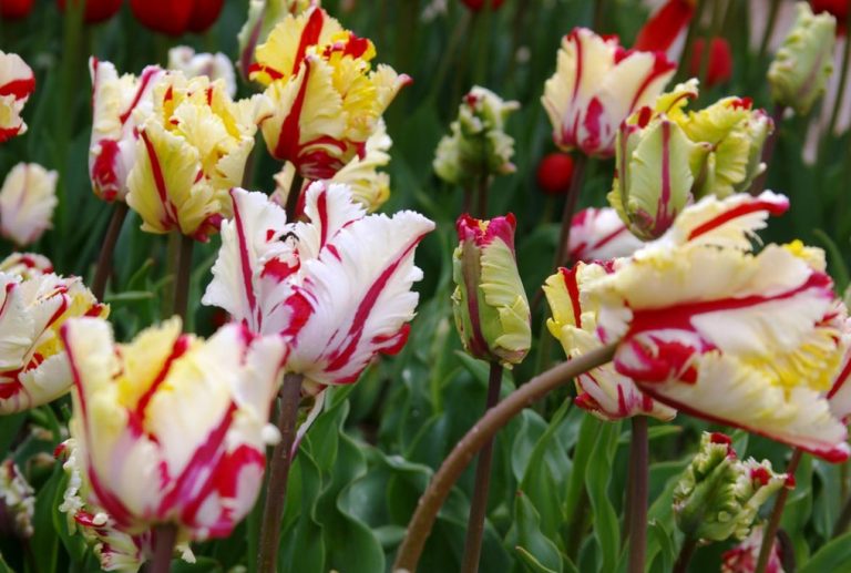 Tulip Parade: The Most Spectacular Varieties