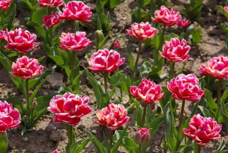 Tulips With a Twist: Terry, Parrot And Other Rarities (Part 1)