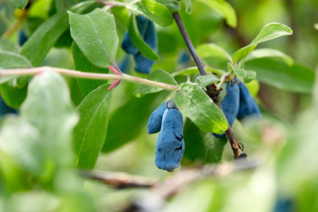 Lonicera Edulis Inhabits Suburban Areas