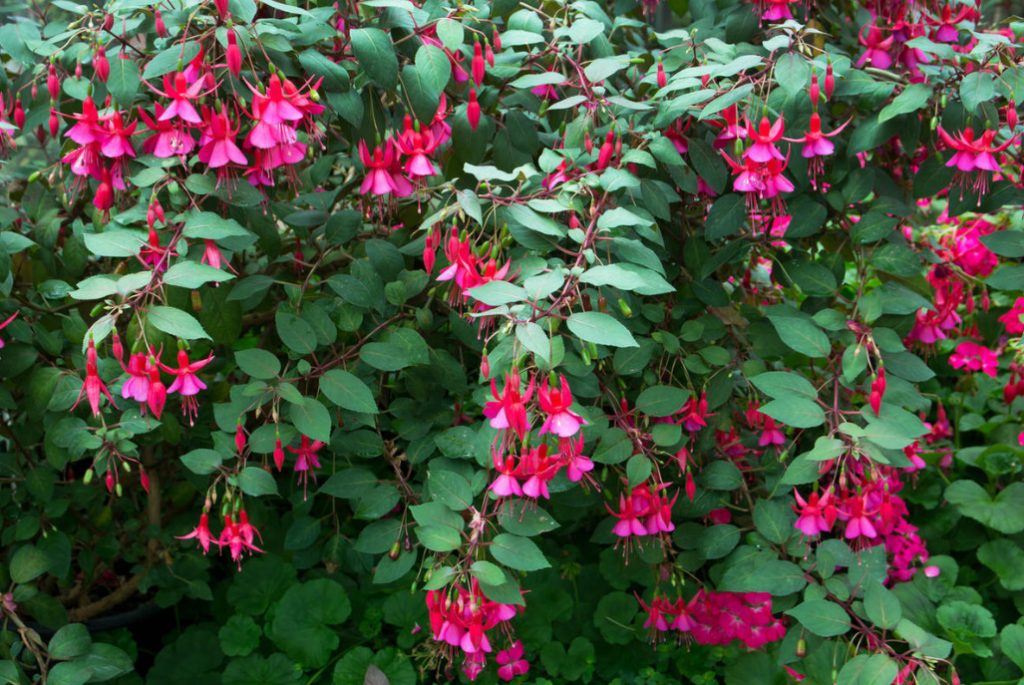 Features Of Growing Fuchsias In The Garden