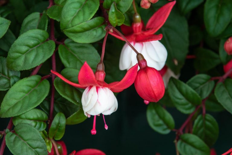 Features Of Growing Fuchsias In The Garden