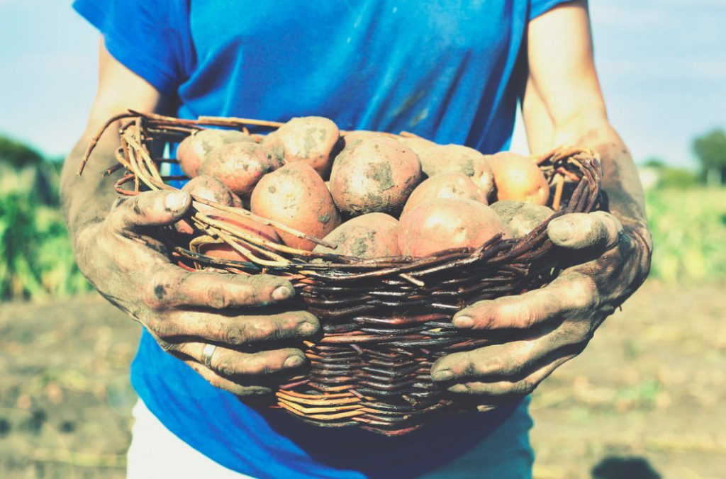 Fertilization Of Potatoes: The Rules And Terms Of Dressing (Part 1)