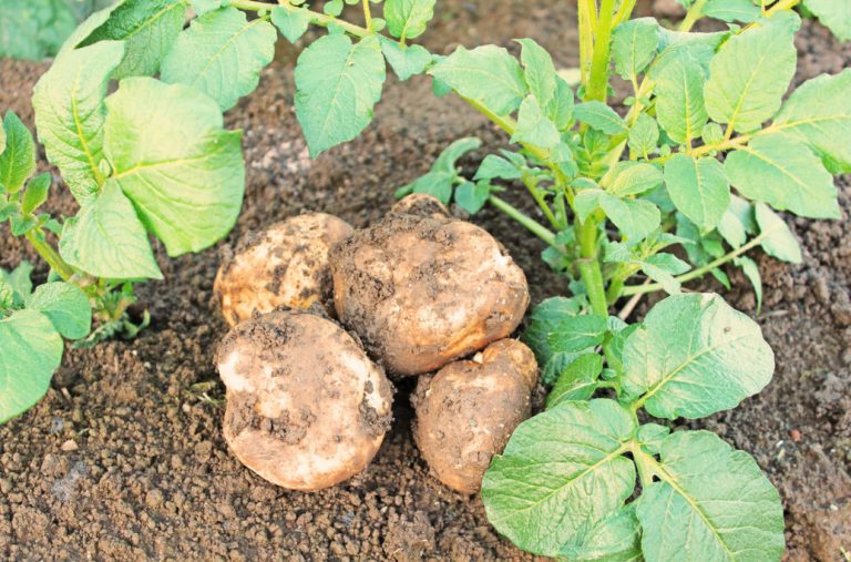 Fertilization Of Potatoes: The Rules And Terms Of Dressing (Part 1)