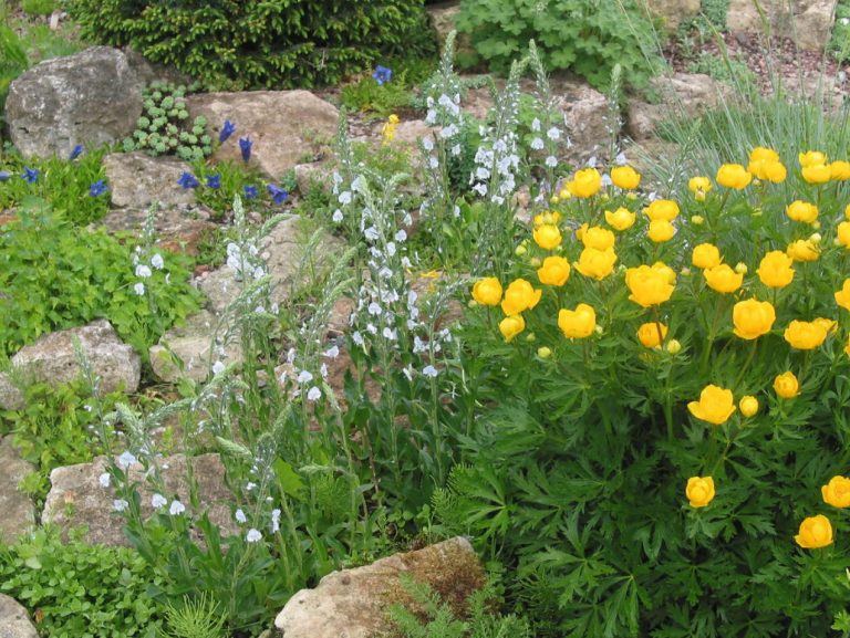 Man-Made Meadows: How To Create a Meadow Flower Garden From Perennials ...