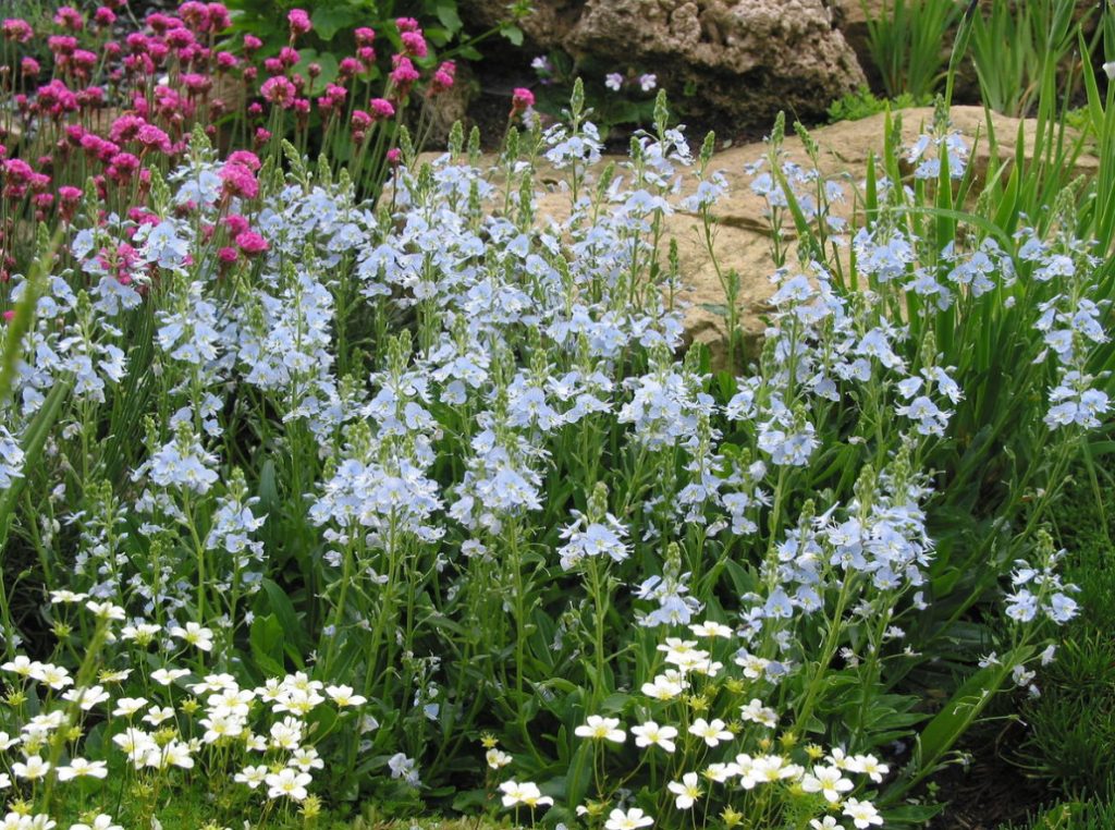 Man-Made Meadows: How To Create a Meadow Flower Garden From Perennials ...