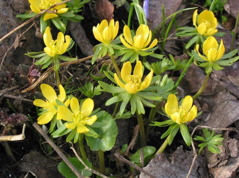 Man-Made Meadows: How To Create a Meadow Flower Garden From Perennials ...