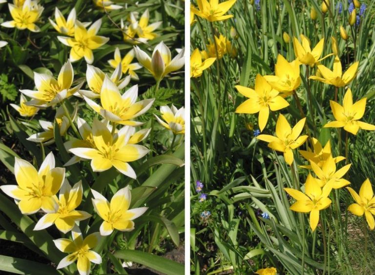 Man-Made Meadows: How To Create a Meadow Flower Garden From Perennials ...