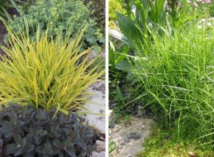 Man-Made Meadows: How To Create a Meadow Flower Garden From Perennials ...