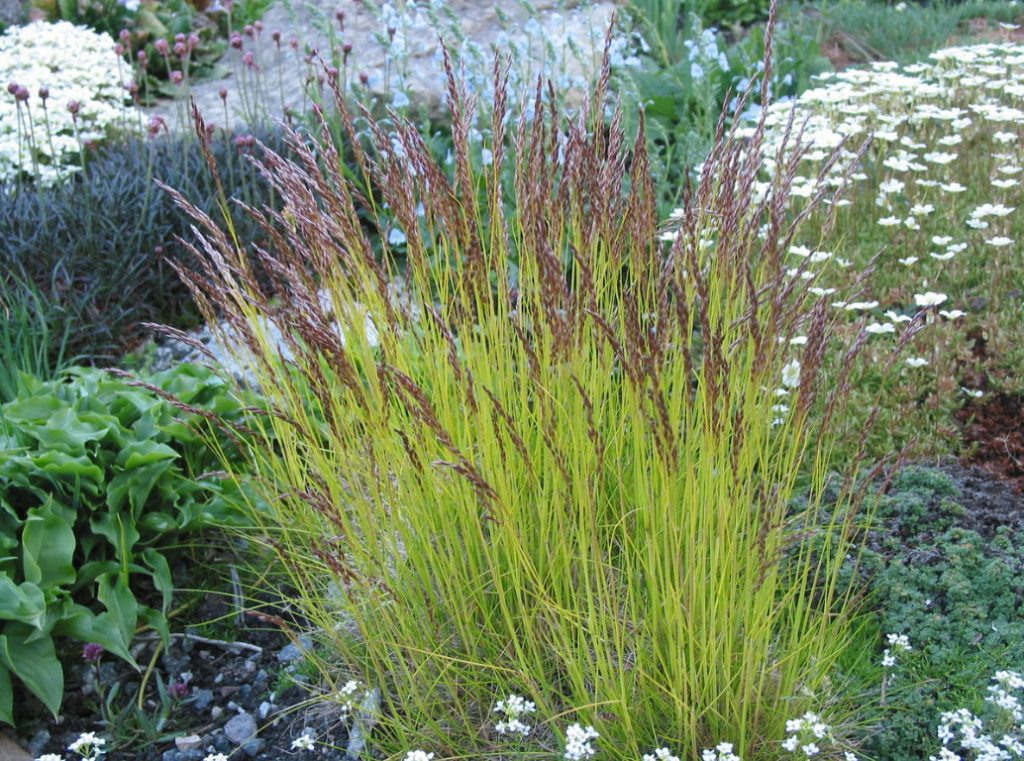 Man-Made Meadows: How To Create a Meadow Flower Garden From Perennials ...