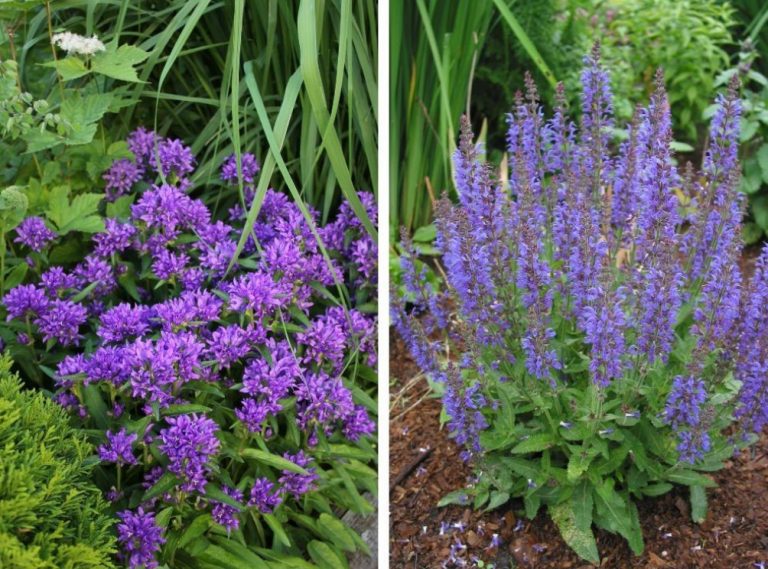 Man-Made Meadows: How To Create a Meadow Flower Garden From Perennials ...