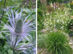 Man-Made Meadows: How To Create a Meadow Flower Garden From Perennials ...