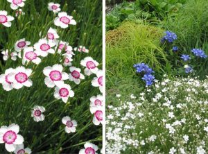 Man-Made Meadows: How To Create a Meadow Flower Garden From Perennials ...