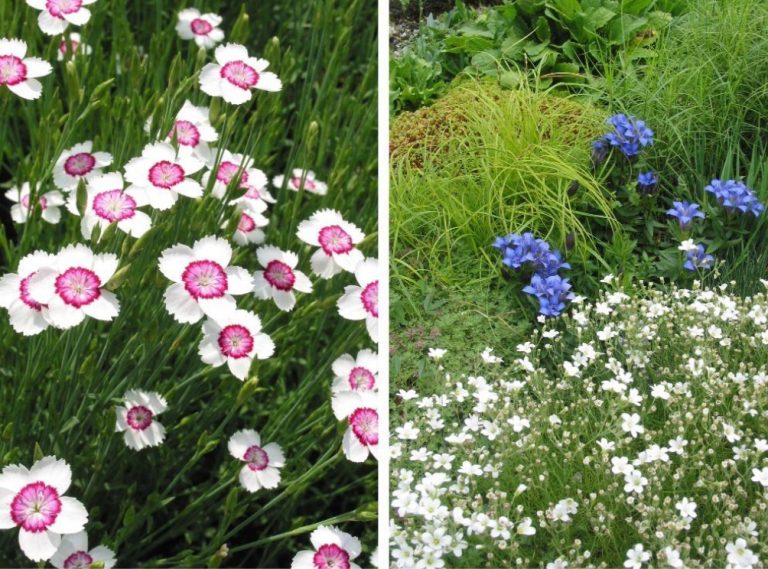 Man-Made Meadows: How To Create a Meadow Flower Garden From Perennials ...