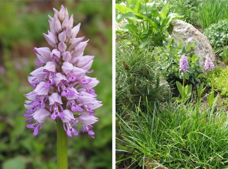 Man-Made Meadows: How To Create a Meadow Flower Garden From Perennials ...