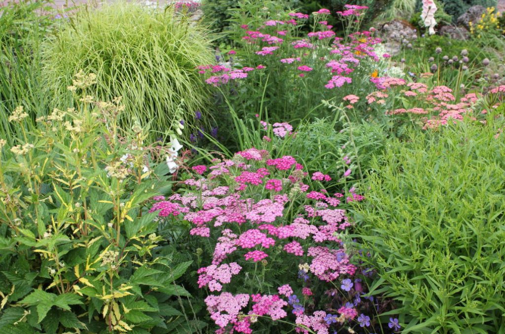Man-Made Meadows: How To Create a Meadow Flower Garden From Perennials ...