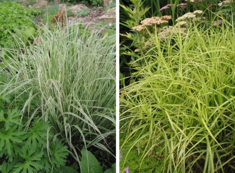 Man-Made Meadows: How To Create a Meadow Flower Garden From Perennials ...