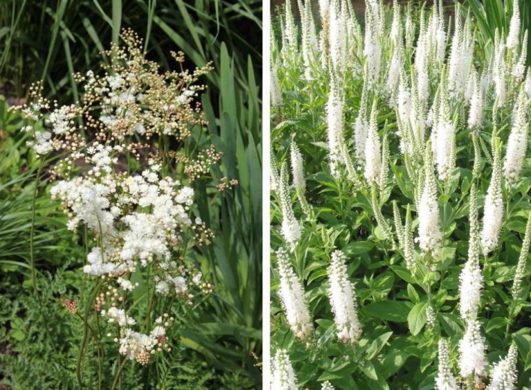 Man-Made Meadows: How To Create a Meadow Flower Garden From Perennials ...