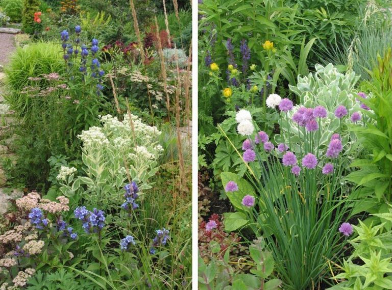 Man-Made Meadows: How To Create a Meadow Flower Garden From Perennials ...