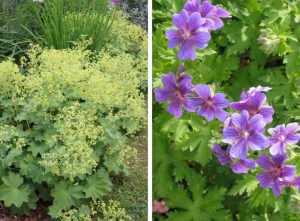 Man-Made Meadows: How To Create a Meadow Flower Garden From Perennials ...