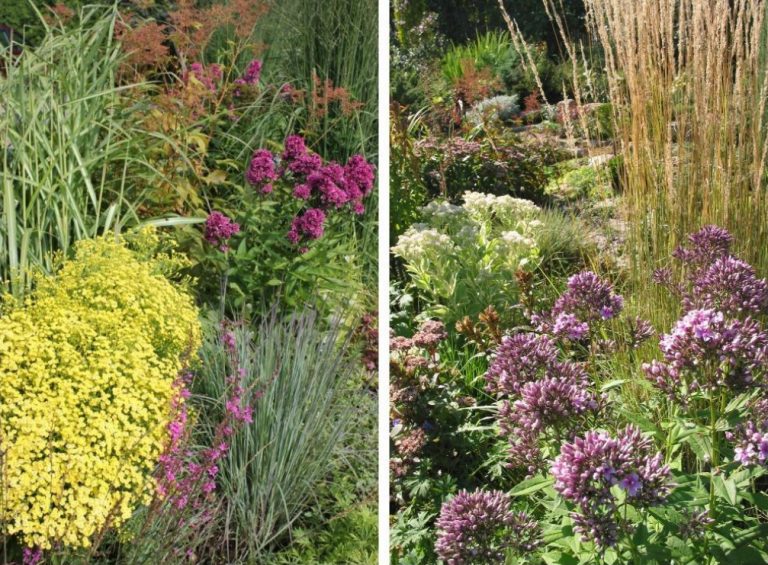 Man-Made Meadows: How To Create a Meadow Flower Garden From Perennials ...