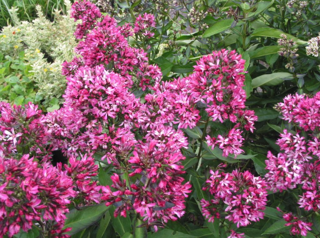 Man-Made Meadows: How To Create a Meadow Flower Garden From Perennials ...