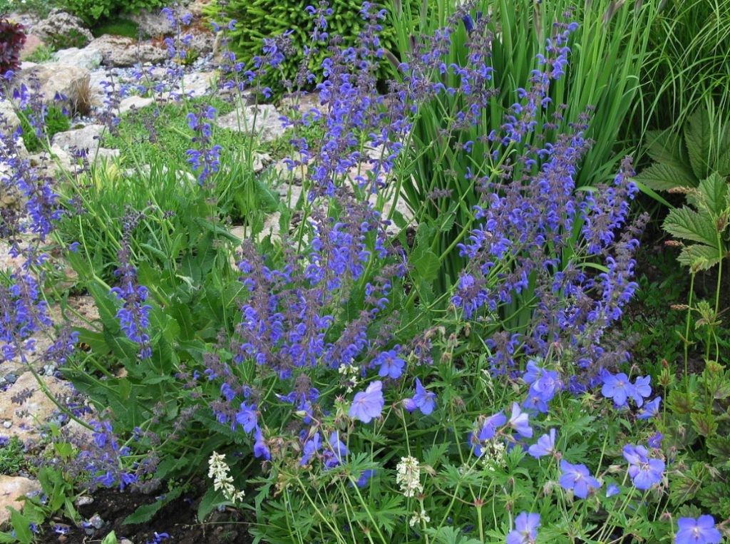 Man-Made Meadows: How To Create a Meadow Flower Garden From Perennials ...