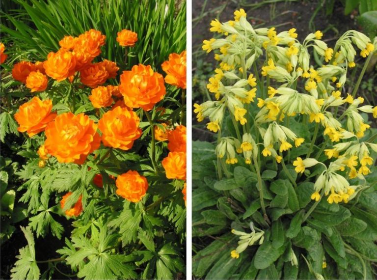 Man-Made Meadows: How To Create a Meadow Flower Garden From Perennials ...