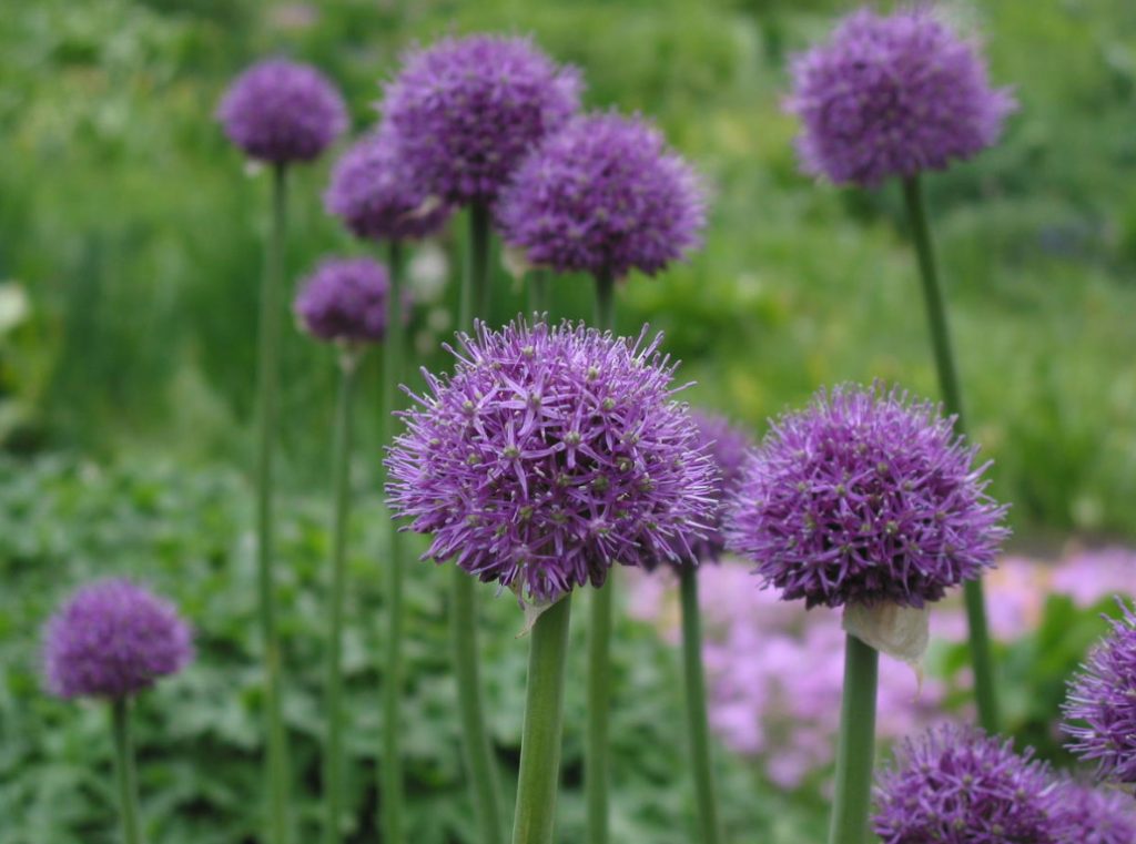 Man-Made Meadows: How To Create a Meadow Flower Garden From Perennials ...