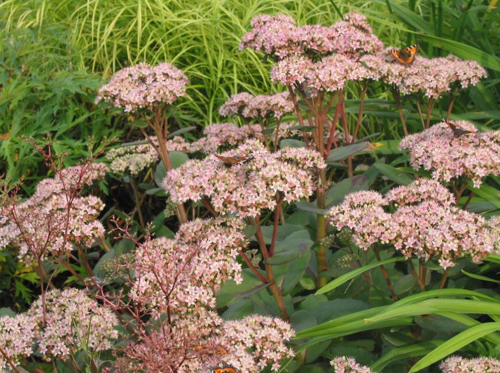 Man-Made Meadows: How To Create a Meadow Flower Garden From Perennials ...