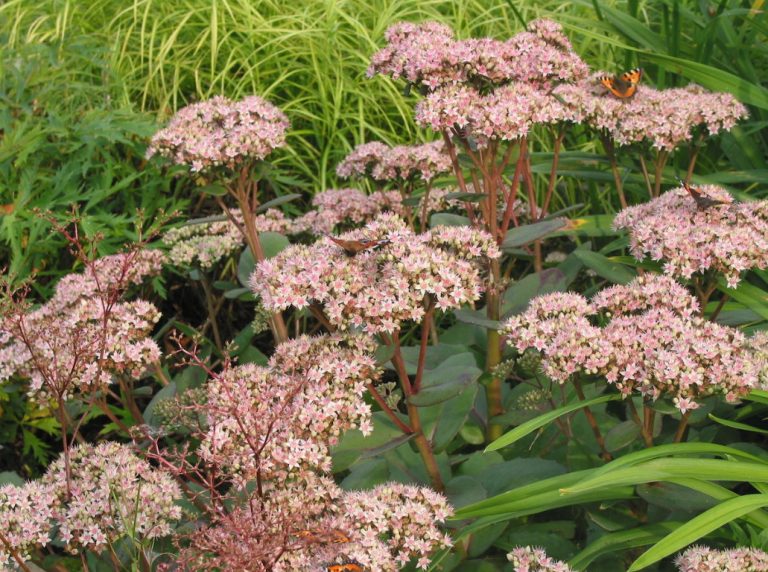 Man-Made Meadows: How To Create a Meadow Flower Garden From Perennials ...