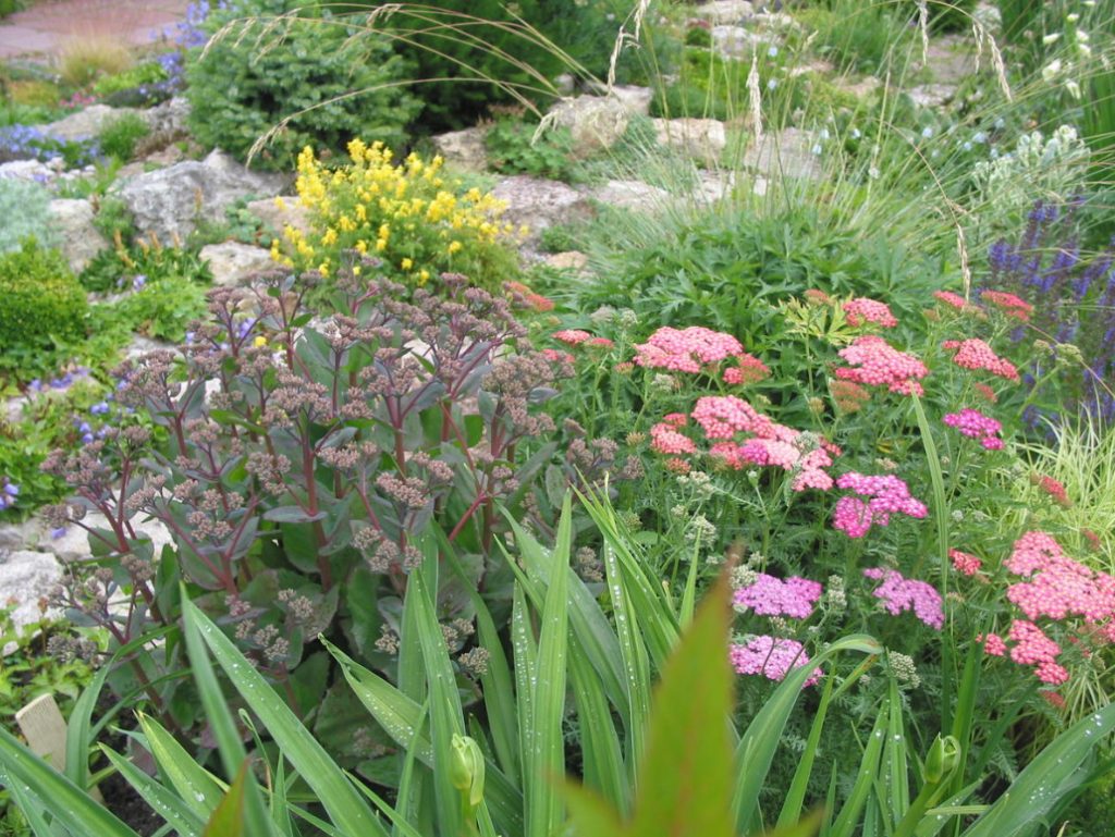 Man-Made Meadows: How To Create a Meadow Flower Garden From Perennials ...