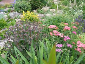 Man-Made Meadows: How To Create a Meadow Flower Garden From Perennials ...