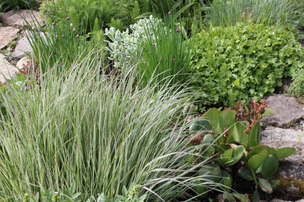 Man-Made Meadows: How To Create a Meadow Flower Garden From Perennials ...