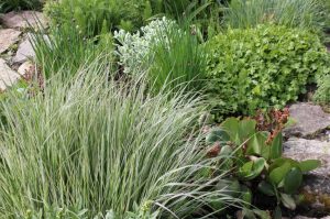 Man-Made Meadows: How To Create a Meadow Flower Garden From Perennials ...