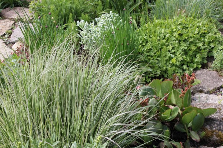 Man-Made Meadows: How To Create a Meadow Flower Garden From Perennials ...